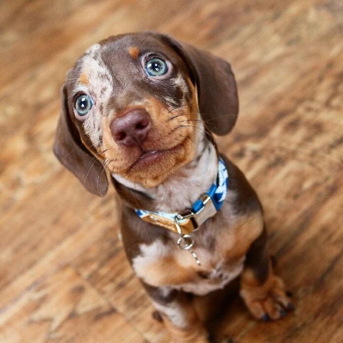 26 bizonyíték, hogy a kutyák a legjobb dolgok ezen a világon | Kuffer