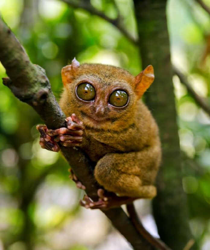 21 elviselhetetlenül cuki állat | Kuffer