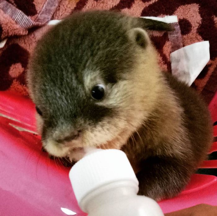 21 elviselhetetlenül cuki állat | Kuffer