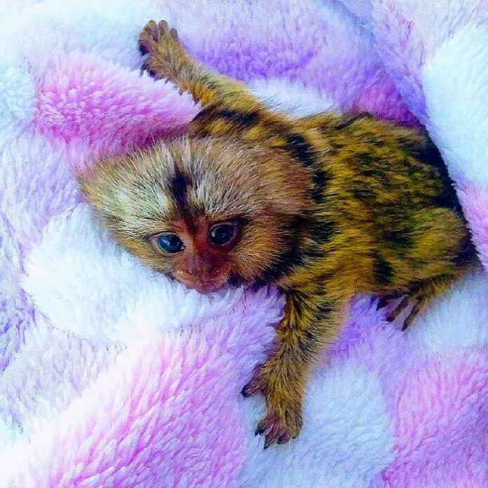 21 elviselhetetlenül cuki állat | Kuffer