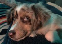 21 cuki állat, akitől elolvadsz, mint a vaj | Kuffer