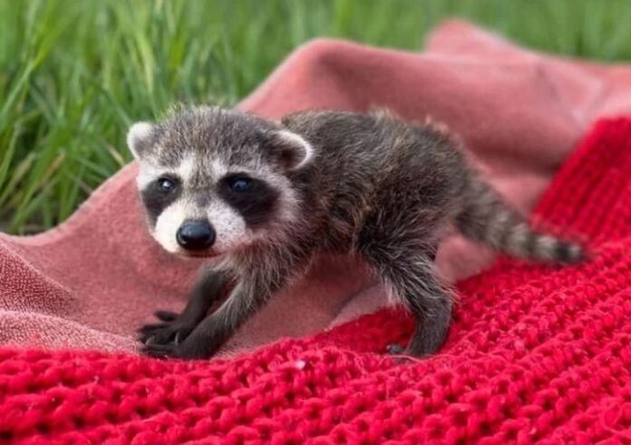 21 cuki állat, akitől elolvadsz, mint a vaj | Kuffer