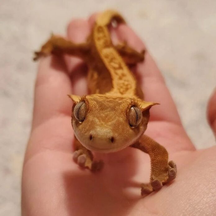 21 cuki állat, akitől elolvadsz, mint a vaj | Kuffer